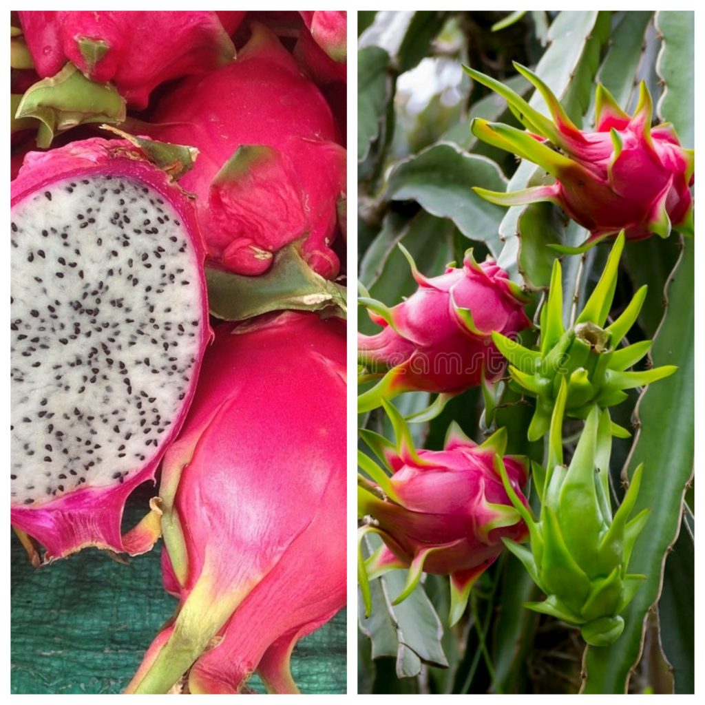 Pitaia: fruta saudável para o consumidor e rentável para o agricultor