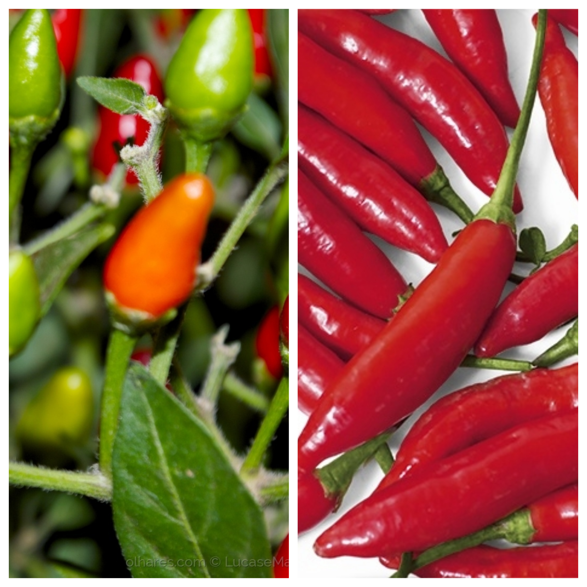 Pimenta e seus benefícios para a saúde