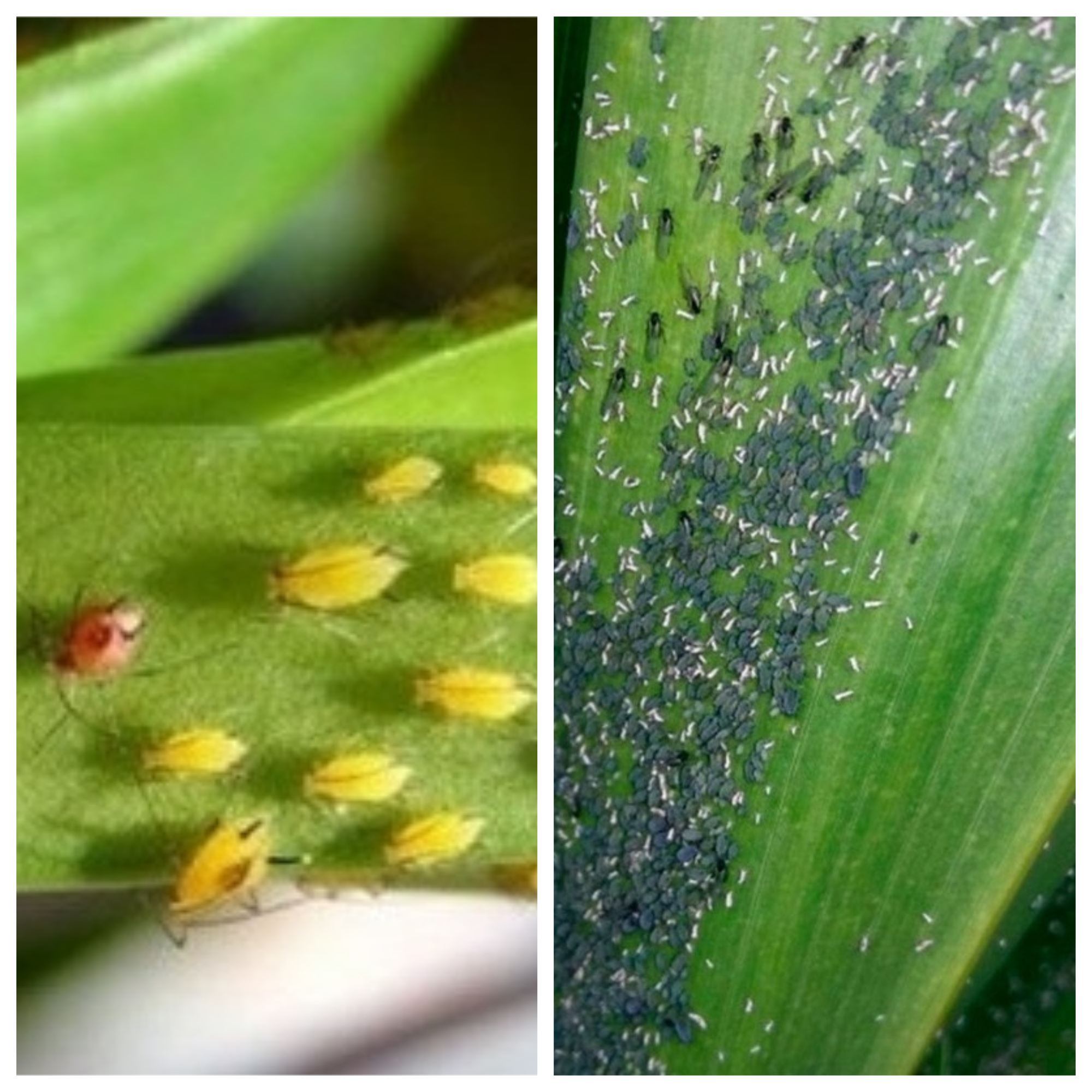 Manejo de pulgões na agricultura