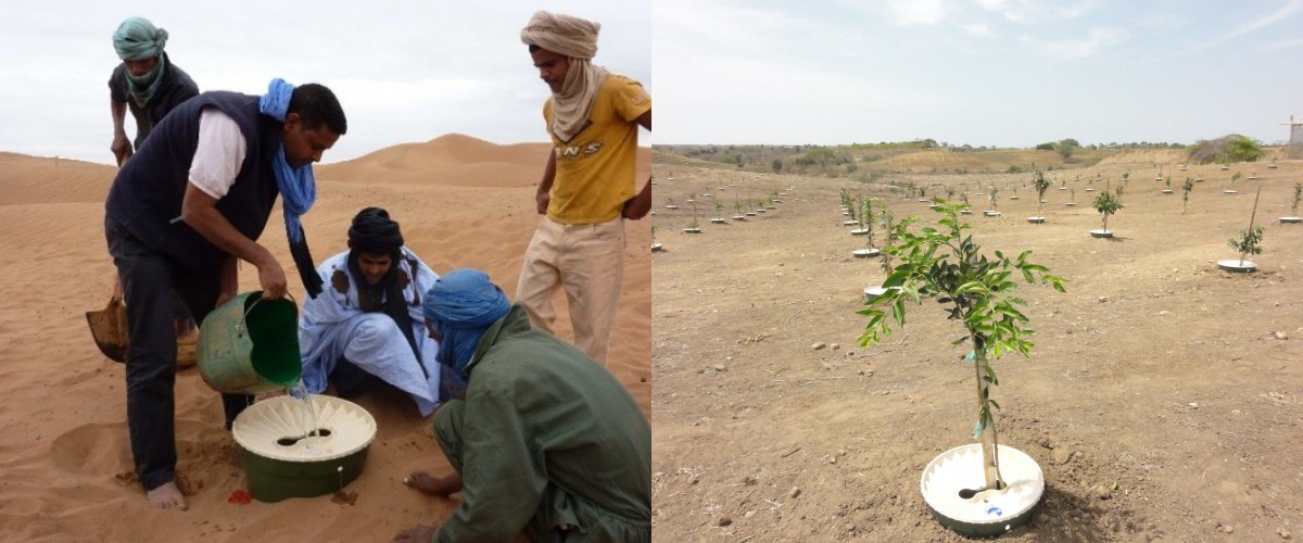 Groasis Waterboxx: novo sistema de plantio em áreas áridas e semiáridas